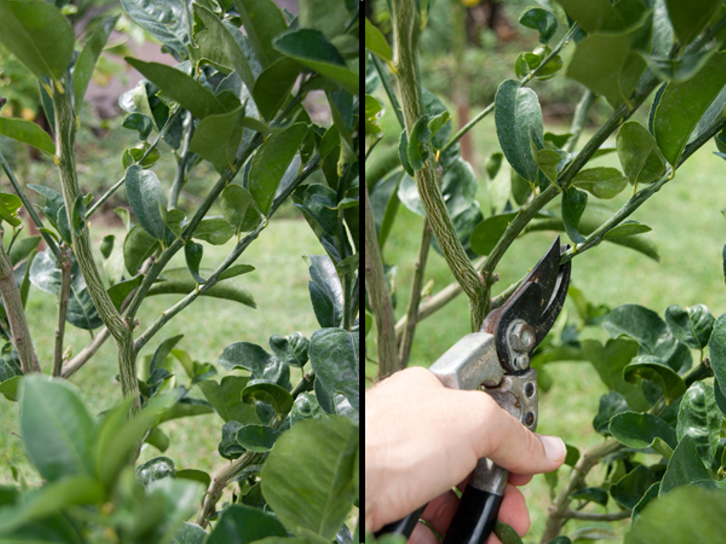 Best Tree Removal Tips For A Healthy And Beautiful Tree